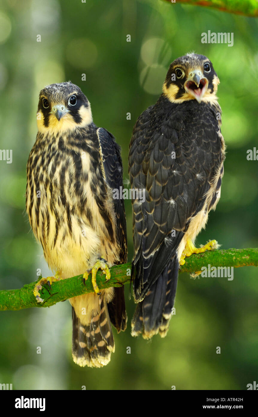 Hobby falcon hi-res stock photography and images - Alamy