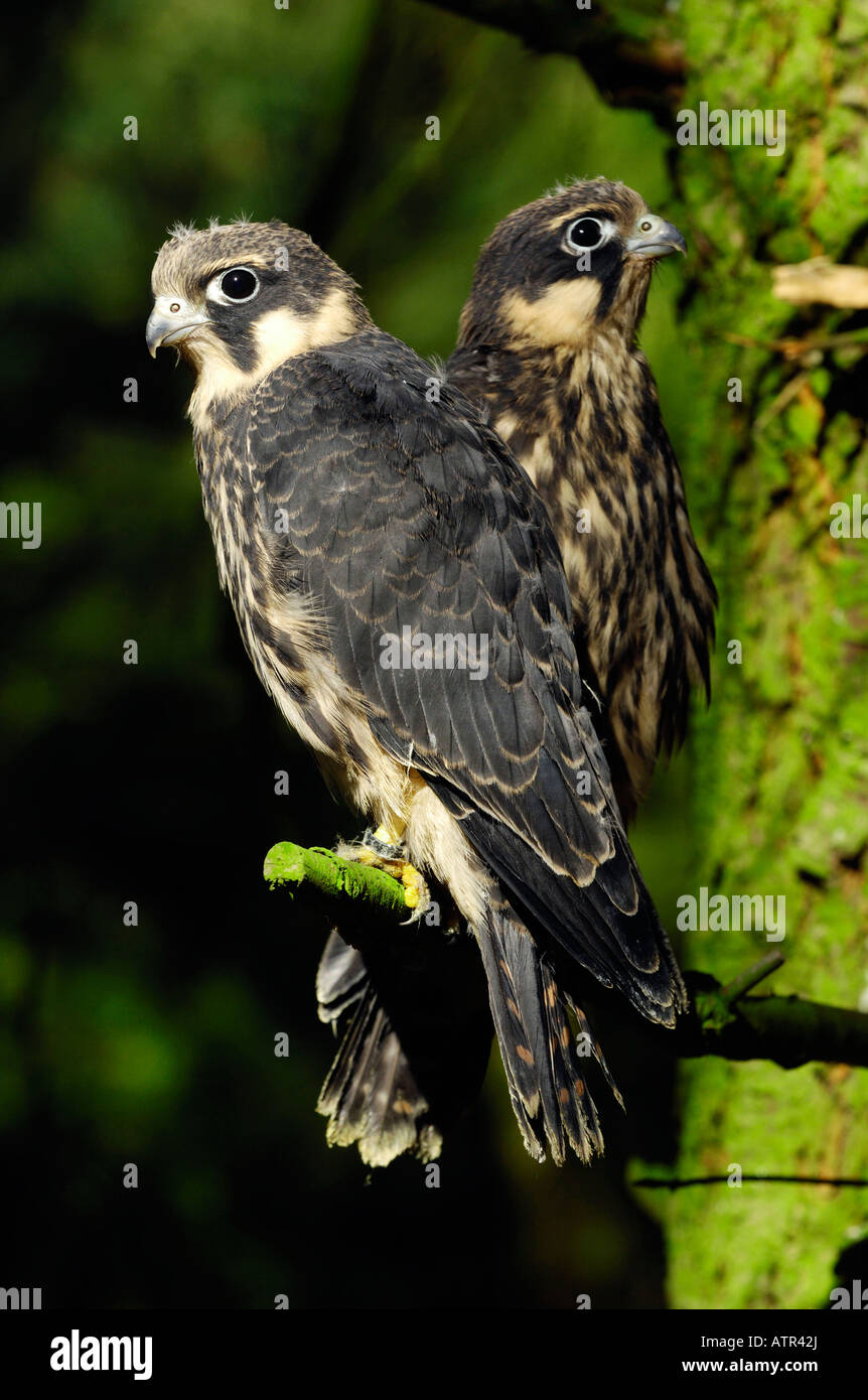 Hobby falcon hi-res stock photography and images - Alamy