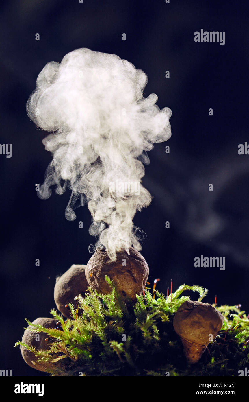Puffball spores hi-res stock photography and images - Alamy