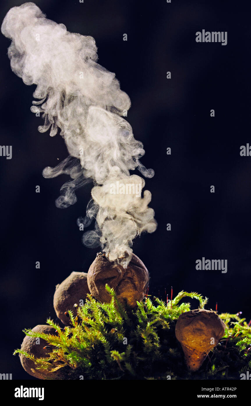 Puffball spores hi-res stock photography and images - Alamy