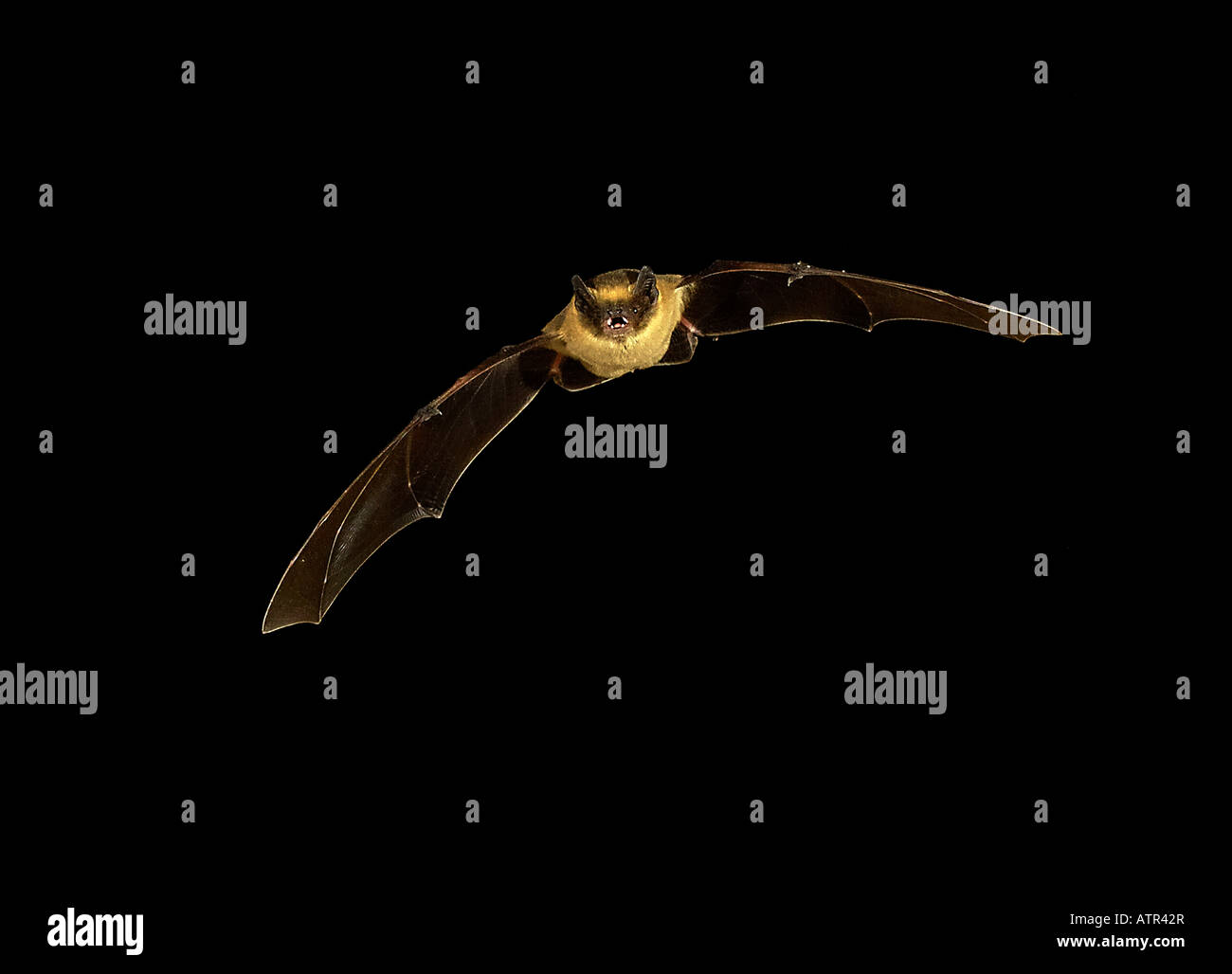 We bat hi-res stock photography and images - Alamy