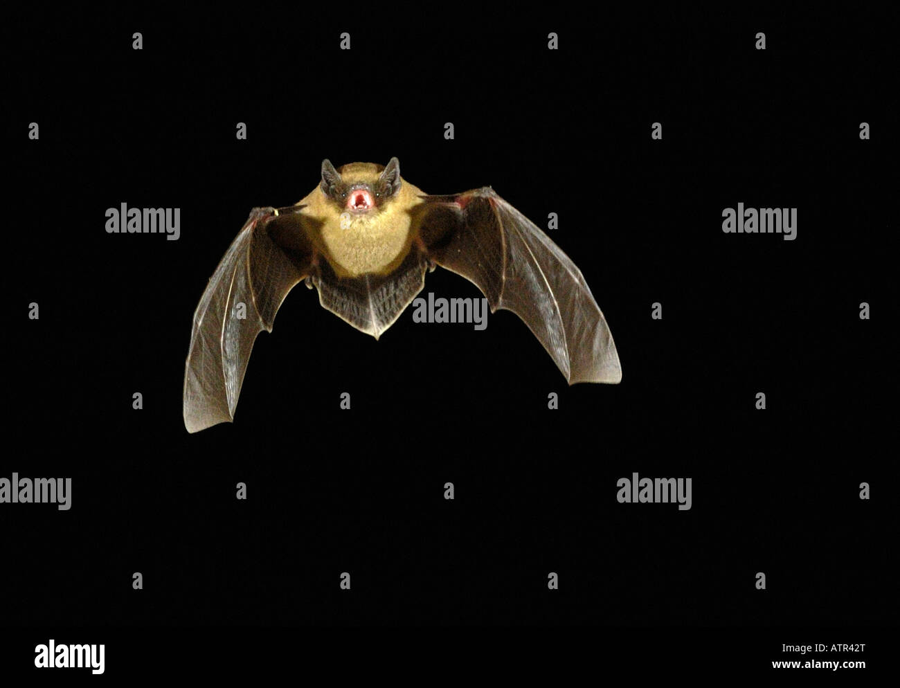 The bat hi-res stock photography and images - Alamy