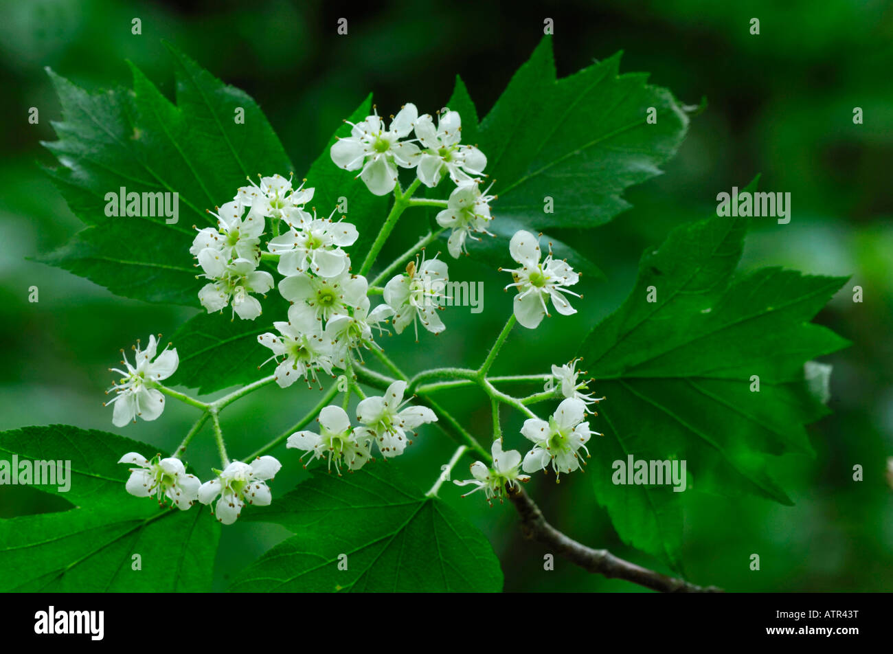 Wild Service Tree Stock Photo - Alamy