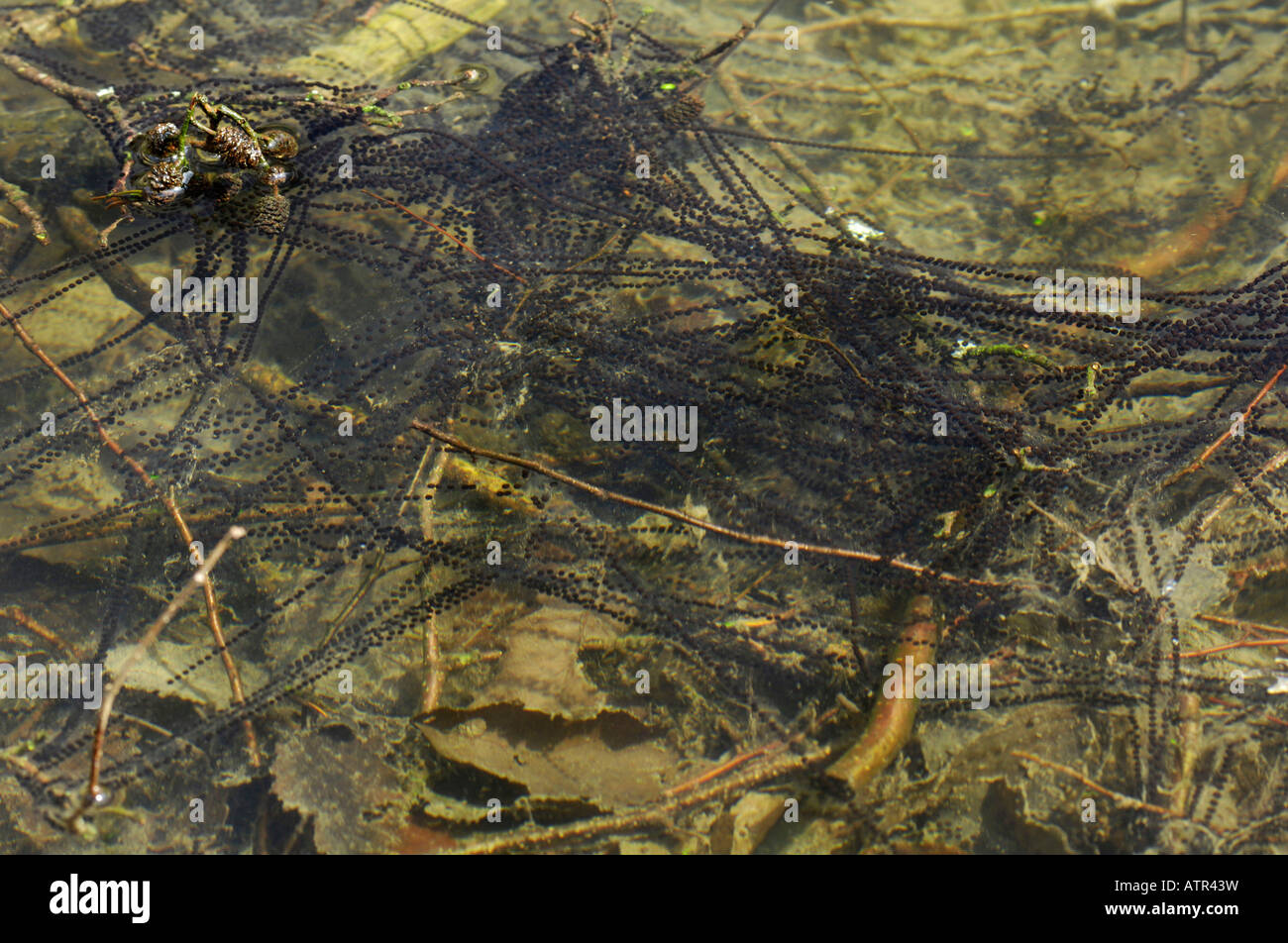 Toad nest hi-res stock photography and images - Alamy