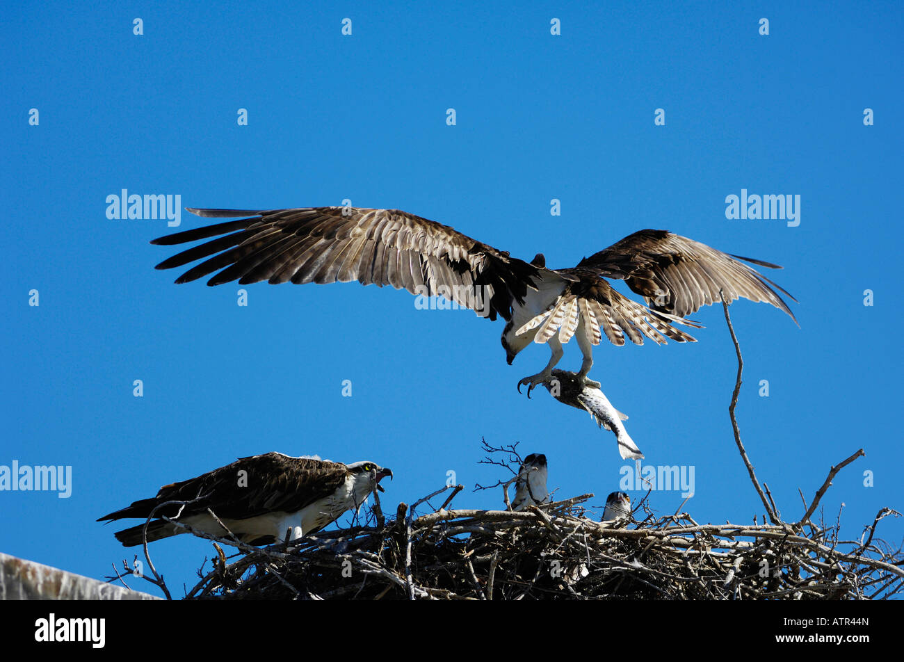 Juvenile osprey flying hi-res stock photography and images - Alamy