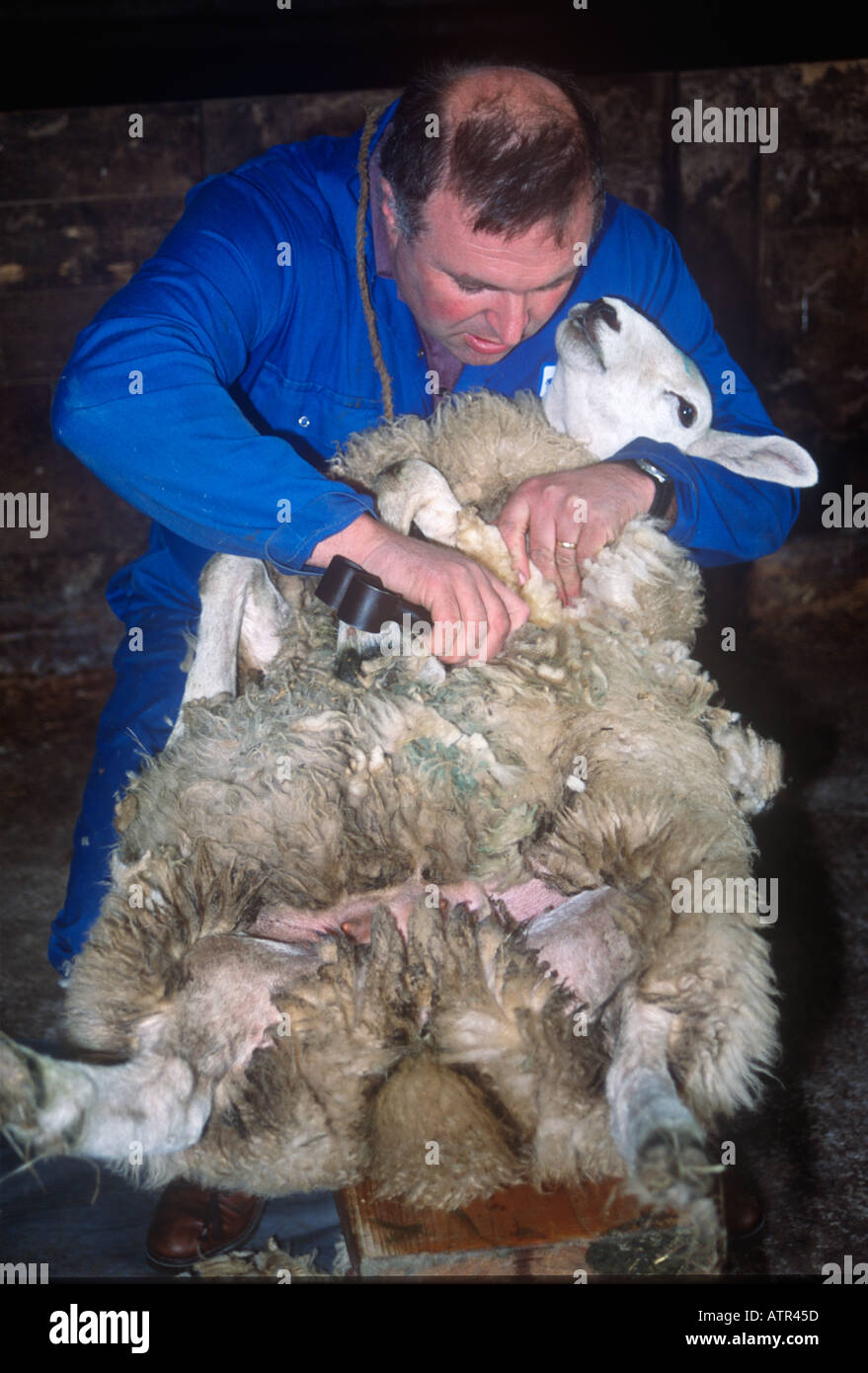 Hand Shearing Sheep Dinas Mawddy North West Wales Stock Photo - Alamy