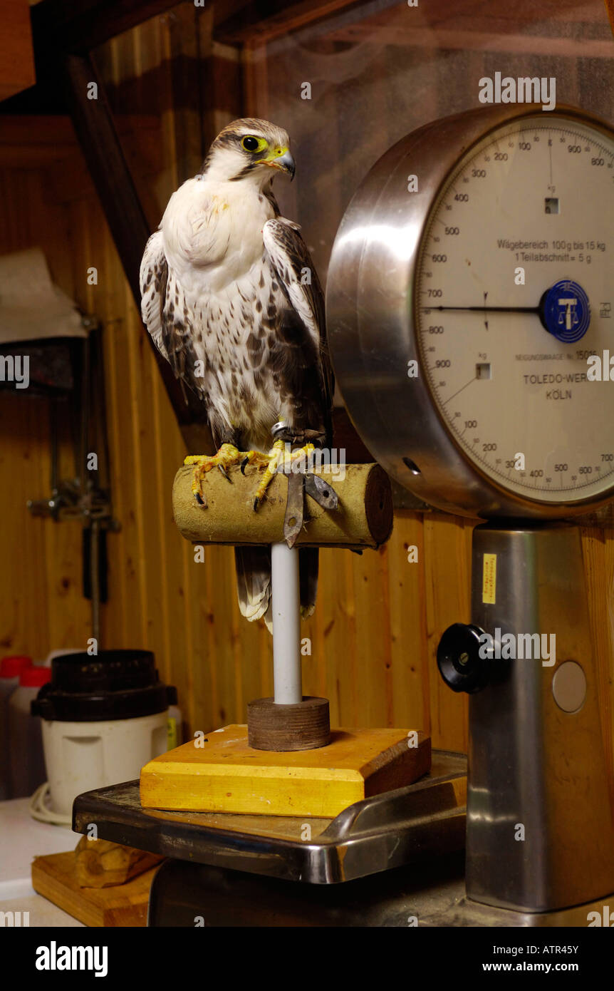 Raptor hi-res stock photography and images - Alamy