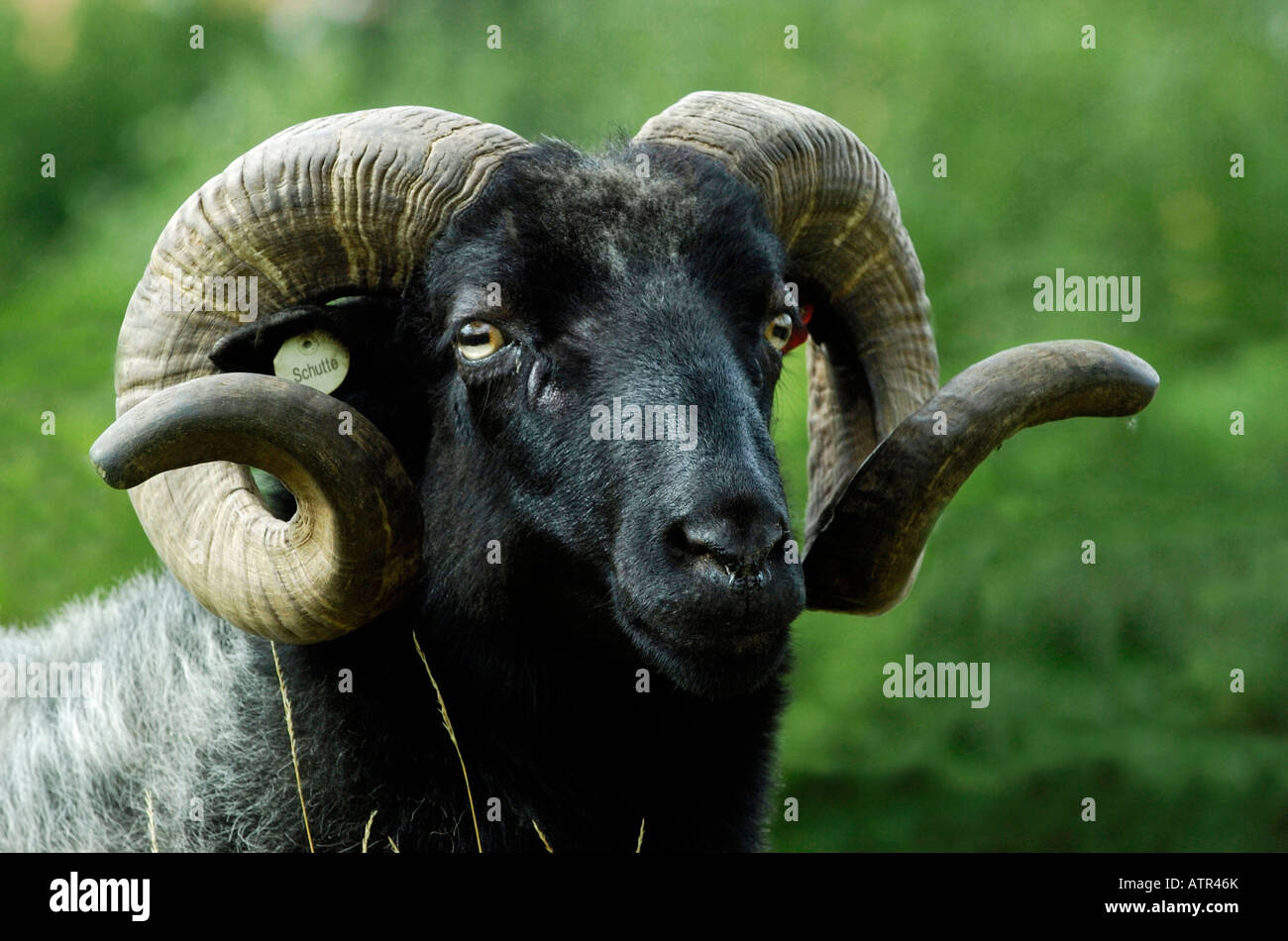 Moorland animals hi-res stock photography and images - Alamy