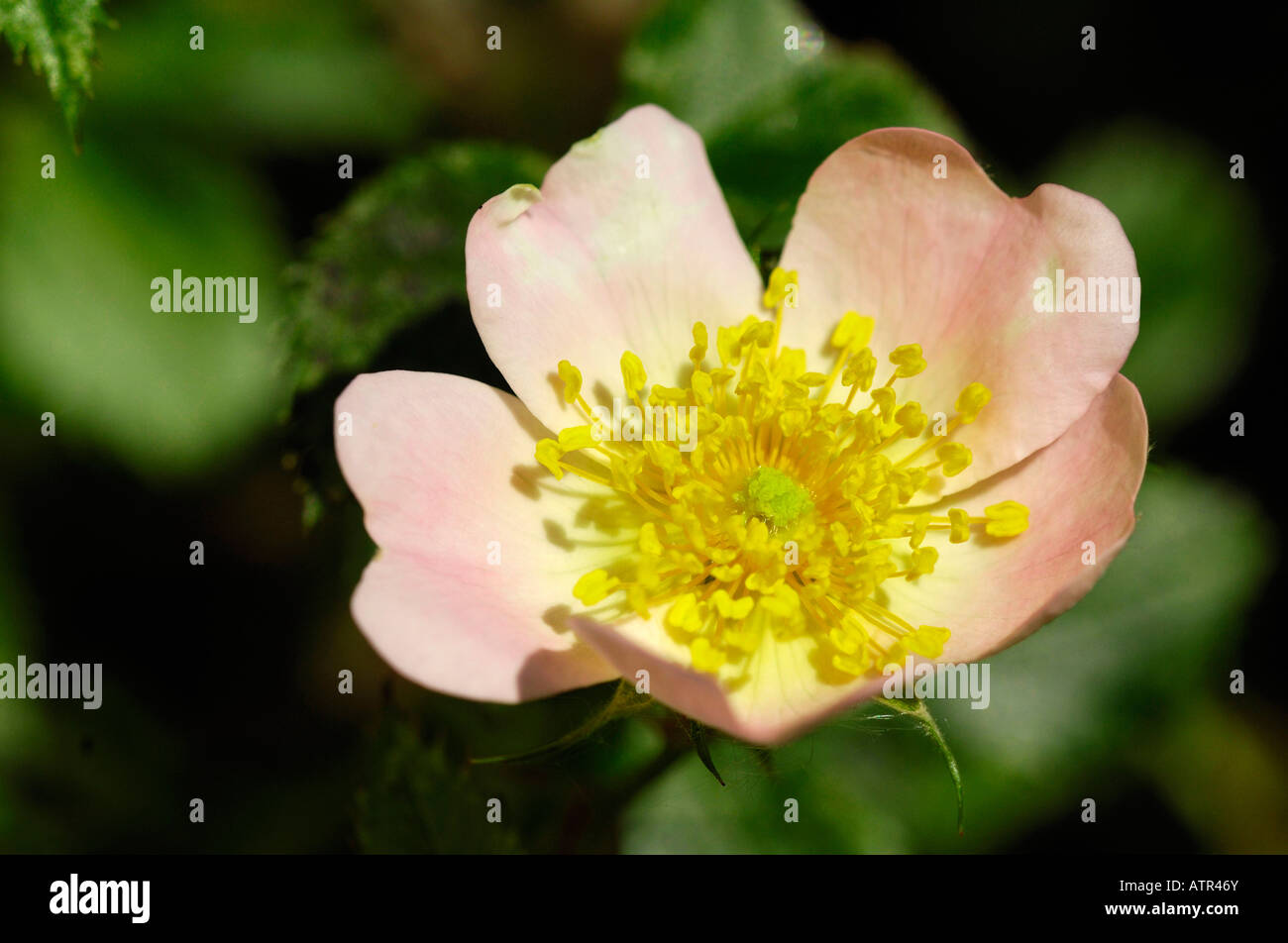 Dog with rose hi-res stock photography and images - Alamy