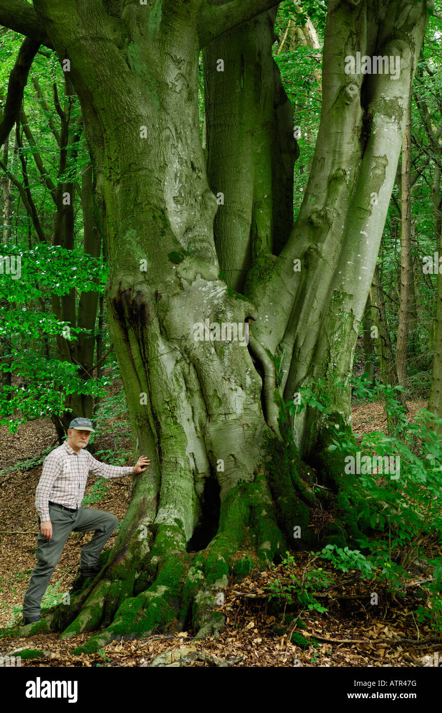 Man next to old Beech Stock Photo - Alamy