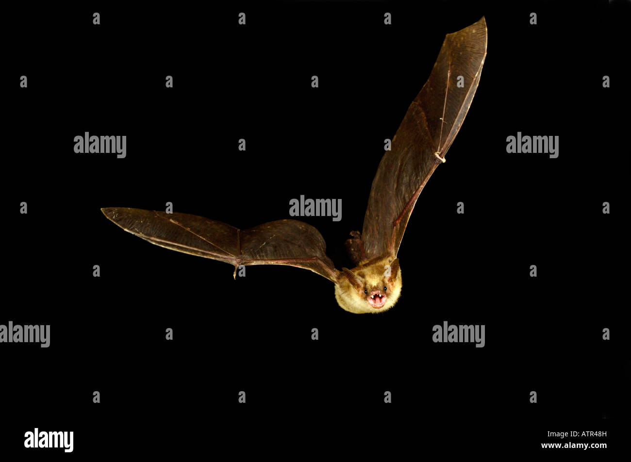 Greater Mouse-eared Bat Stock Photo - Alamy