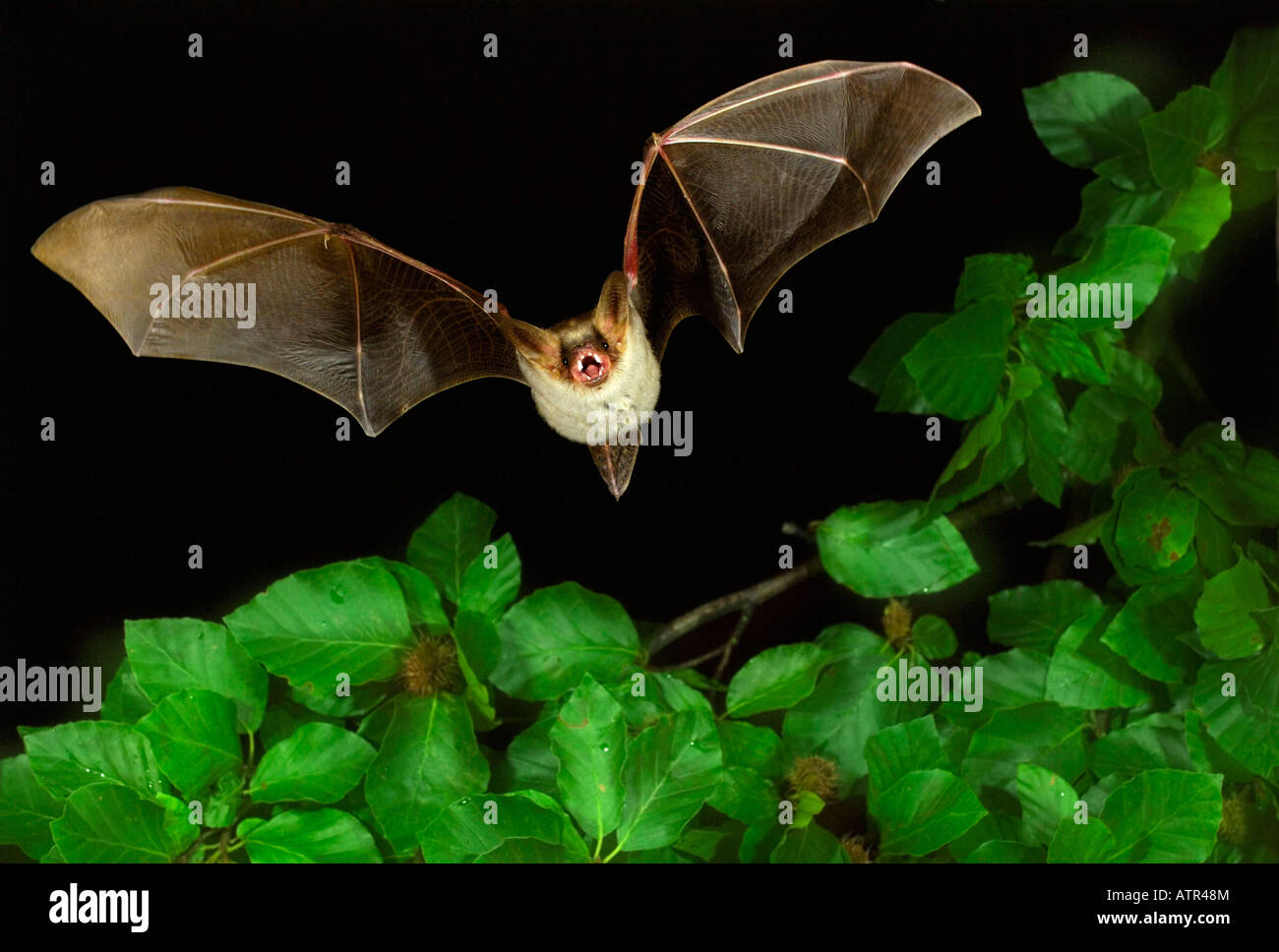 Greater Mouse-eared Bat Stock Photo - Alamy