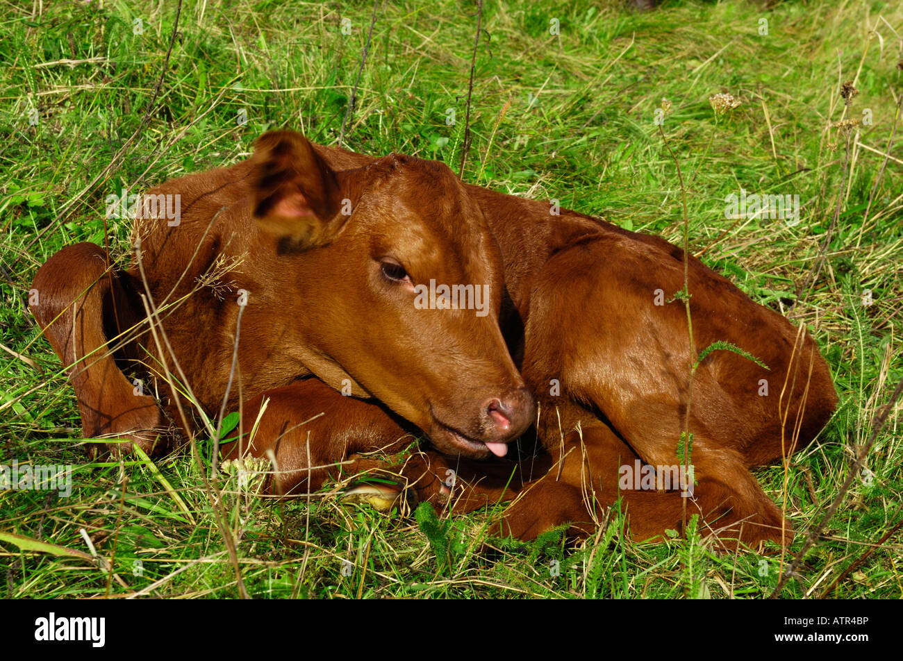 Endangered cattle hi-res stock photography and images - Alamy