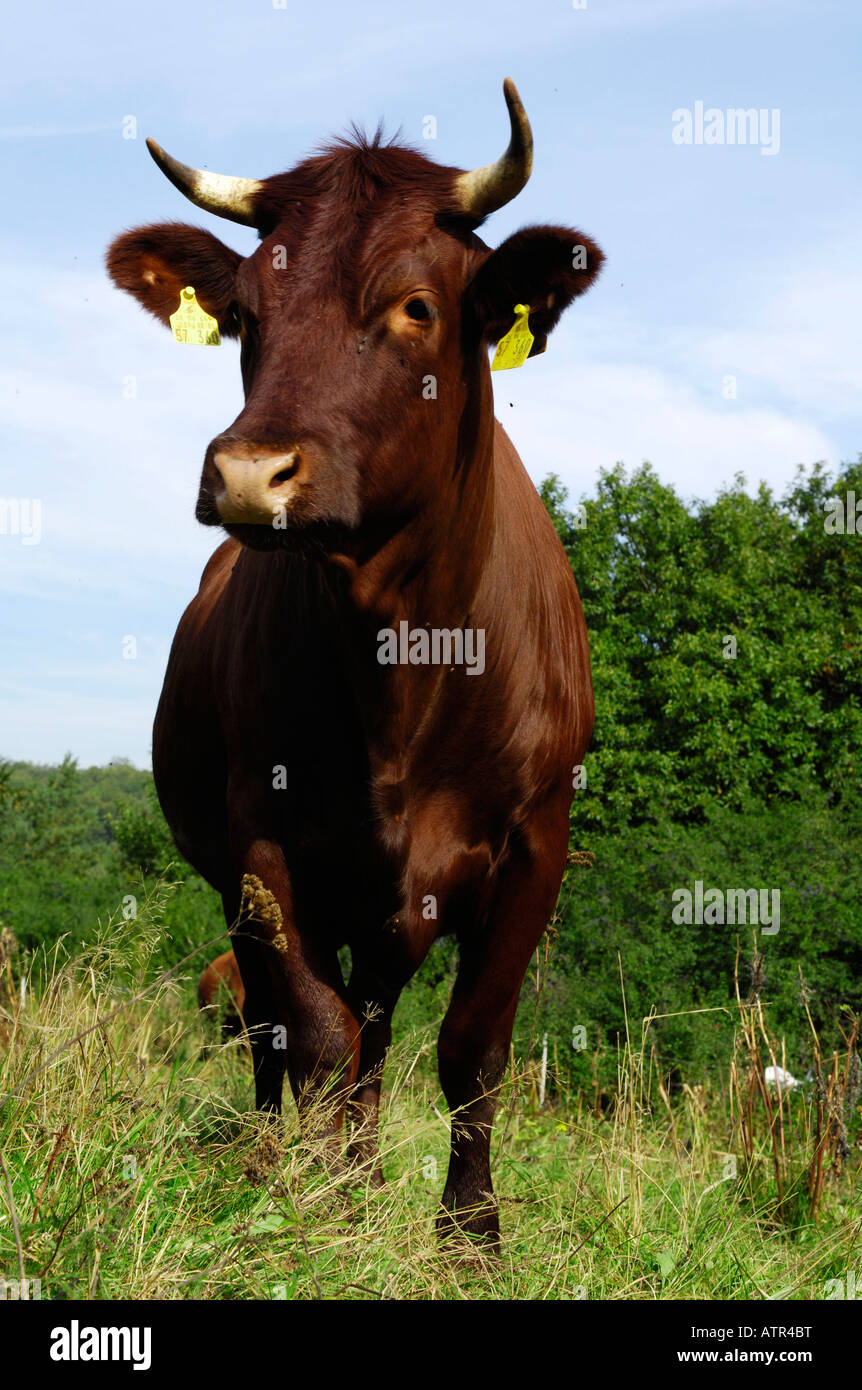 Endangered cattle hi-res stock photography and images - Alamy