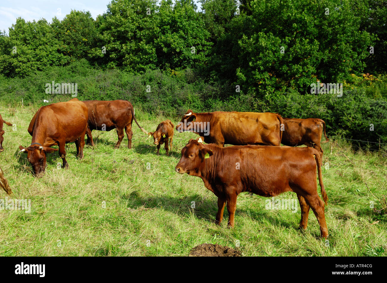Highland cattle group standing hi-res stock photography and images - Alamy