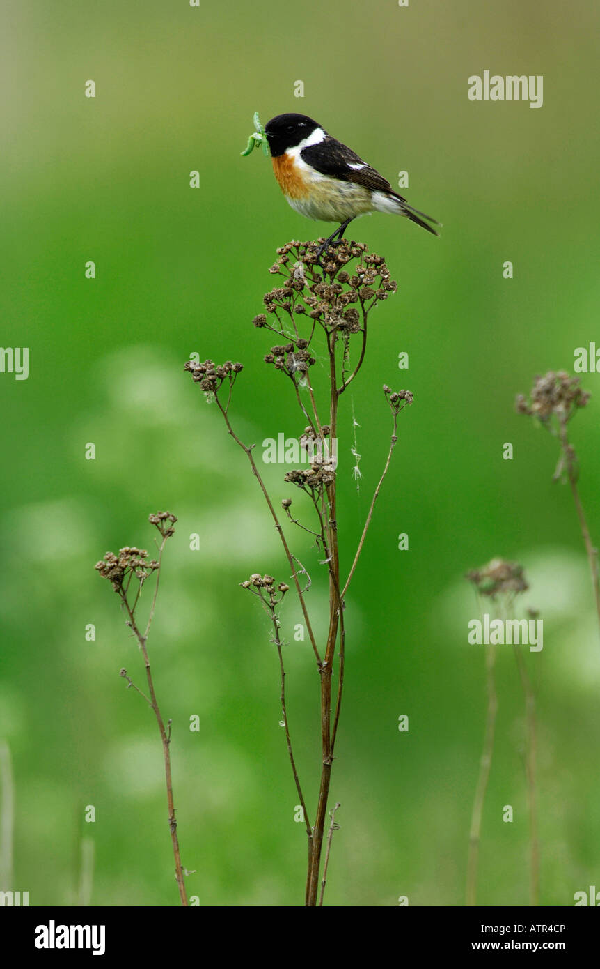 Adult stonechat hi-res stock photography and images - Alamy