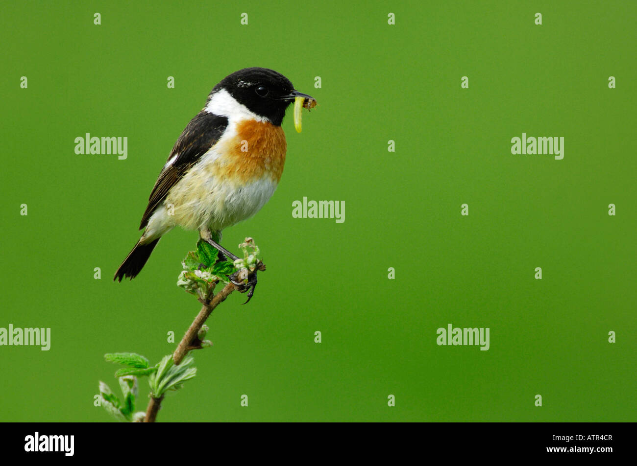 Adult stonechat hi-res stock photography and images - Alamy