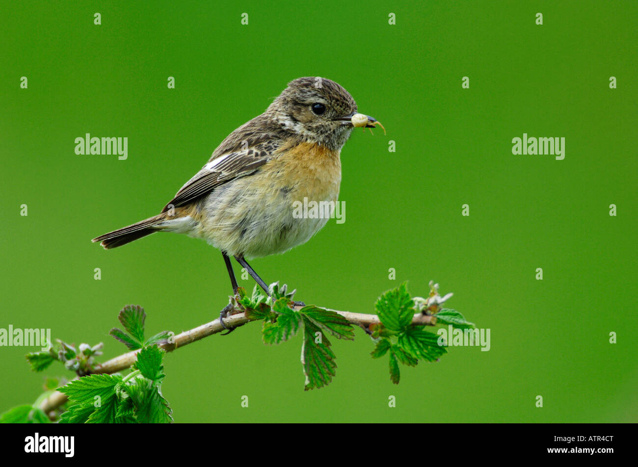 Stonechat hi-res stock photography and images - Alamy