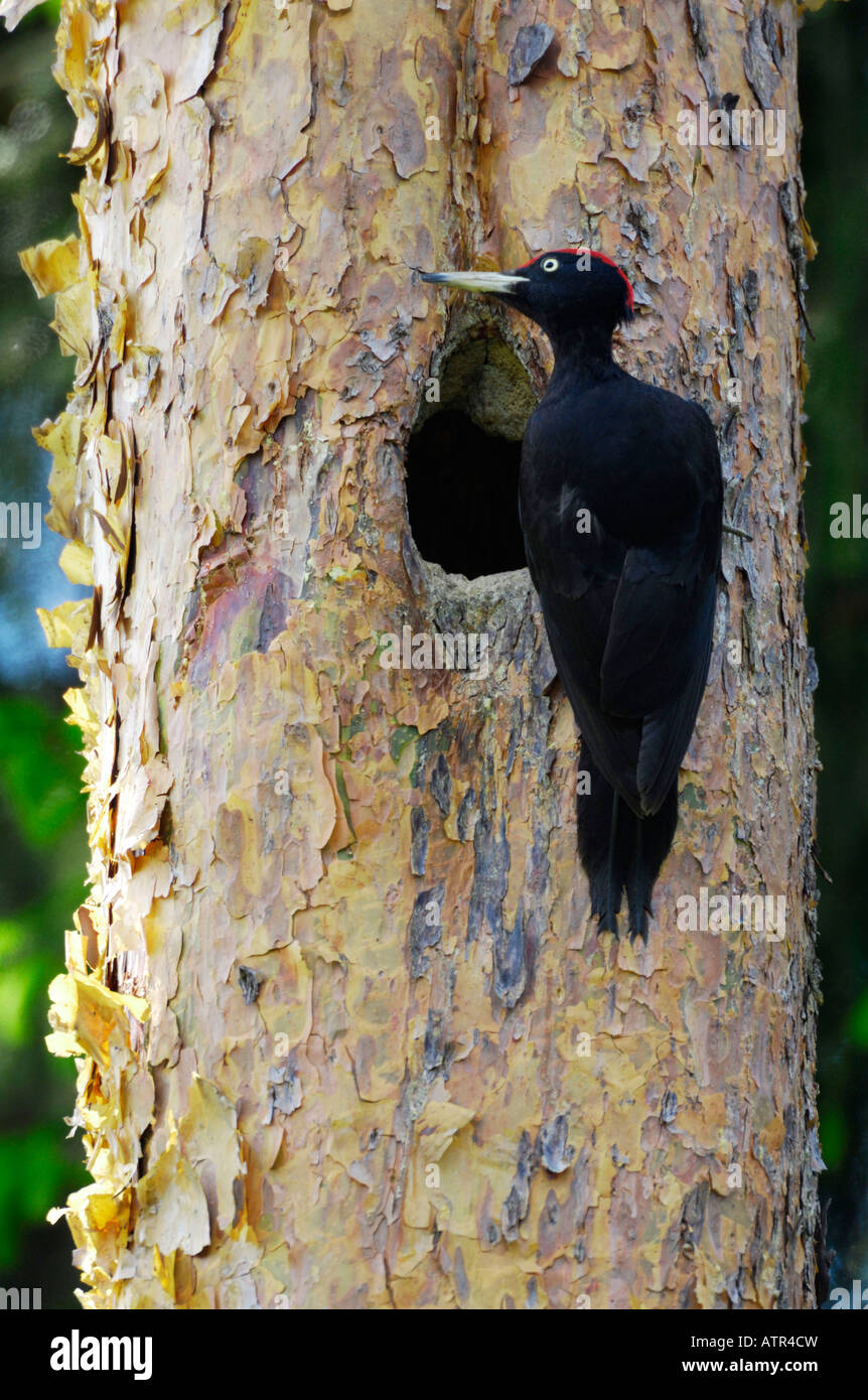 Black woodpecker hi-res stock photography and images - Alamy