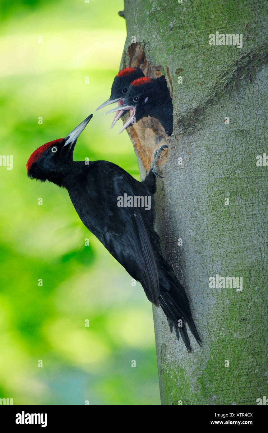 Black woodpecker hi-res stock photography and images - Alamy