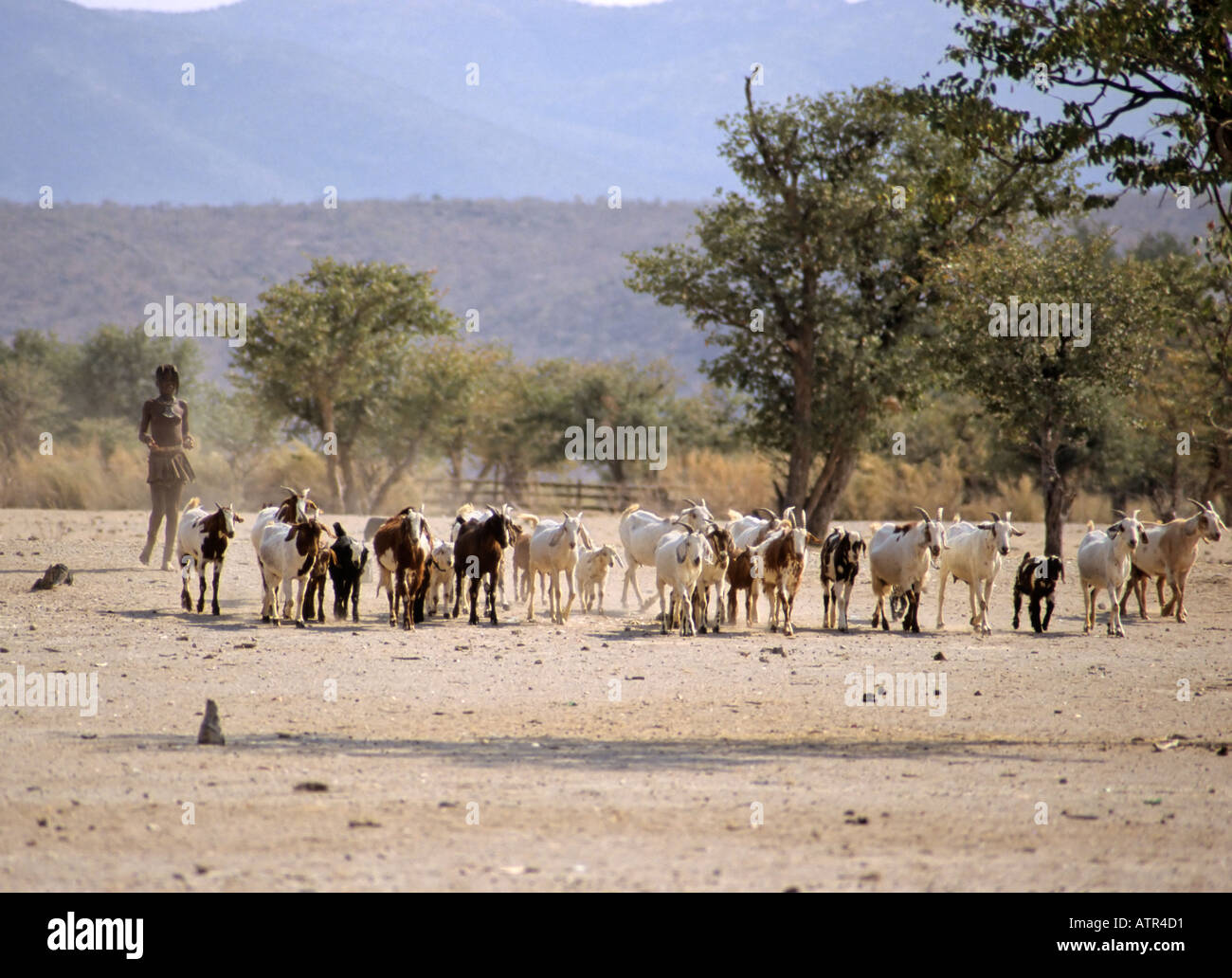 Himba girl herding goats and sheep, Namibia Stock Photo - Alamy