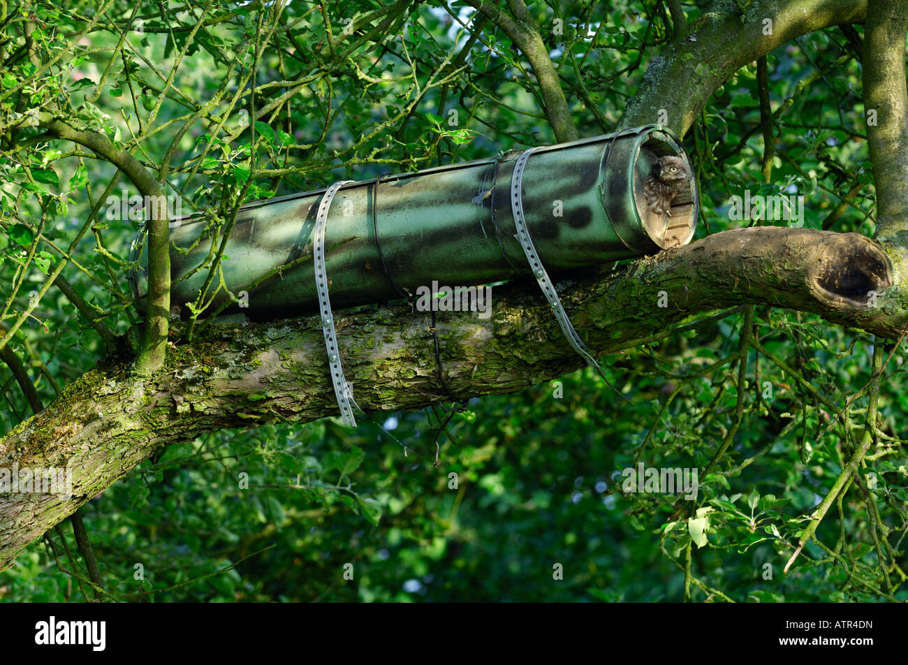Little owl nest hi-res stock photography and images - Alamy