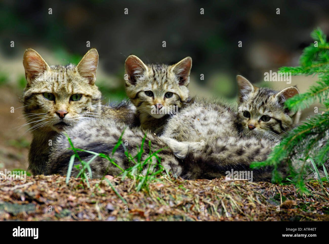 Female common european cat hi-res stock photography and images - Alamy