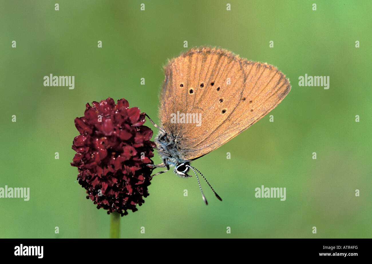 Ringlet aphantopus hyperantus adult hi-res stock photography and images ...