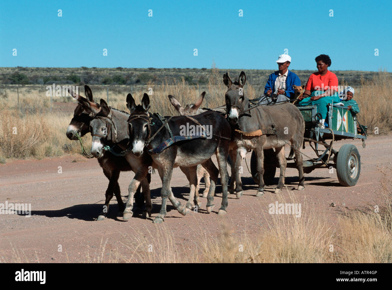 Donkey cart in namibia hi-res stock photography and images - Alamy