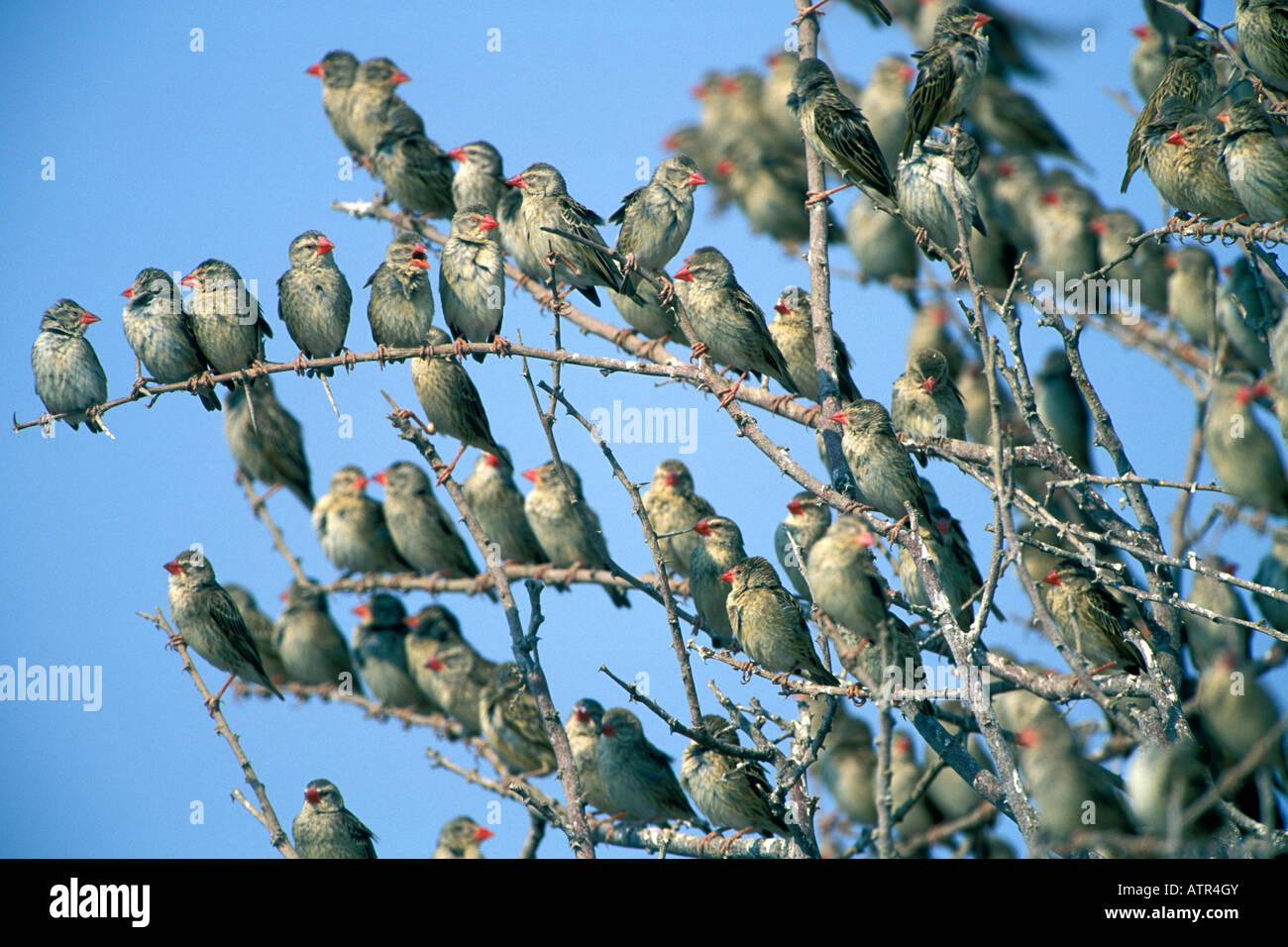 Red billed queleas hi-res stock photography and images - Alamy