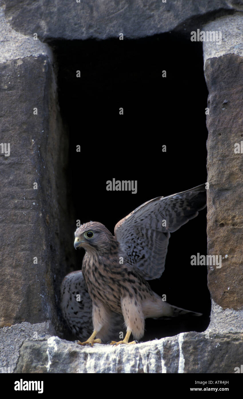 The common kestrel hi-res stock photography and images - Alamy