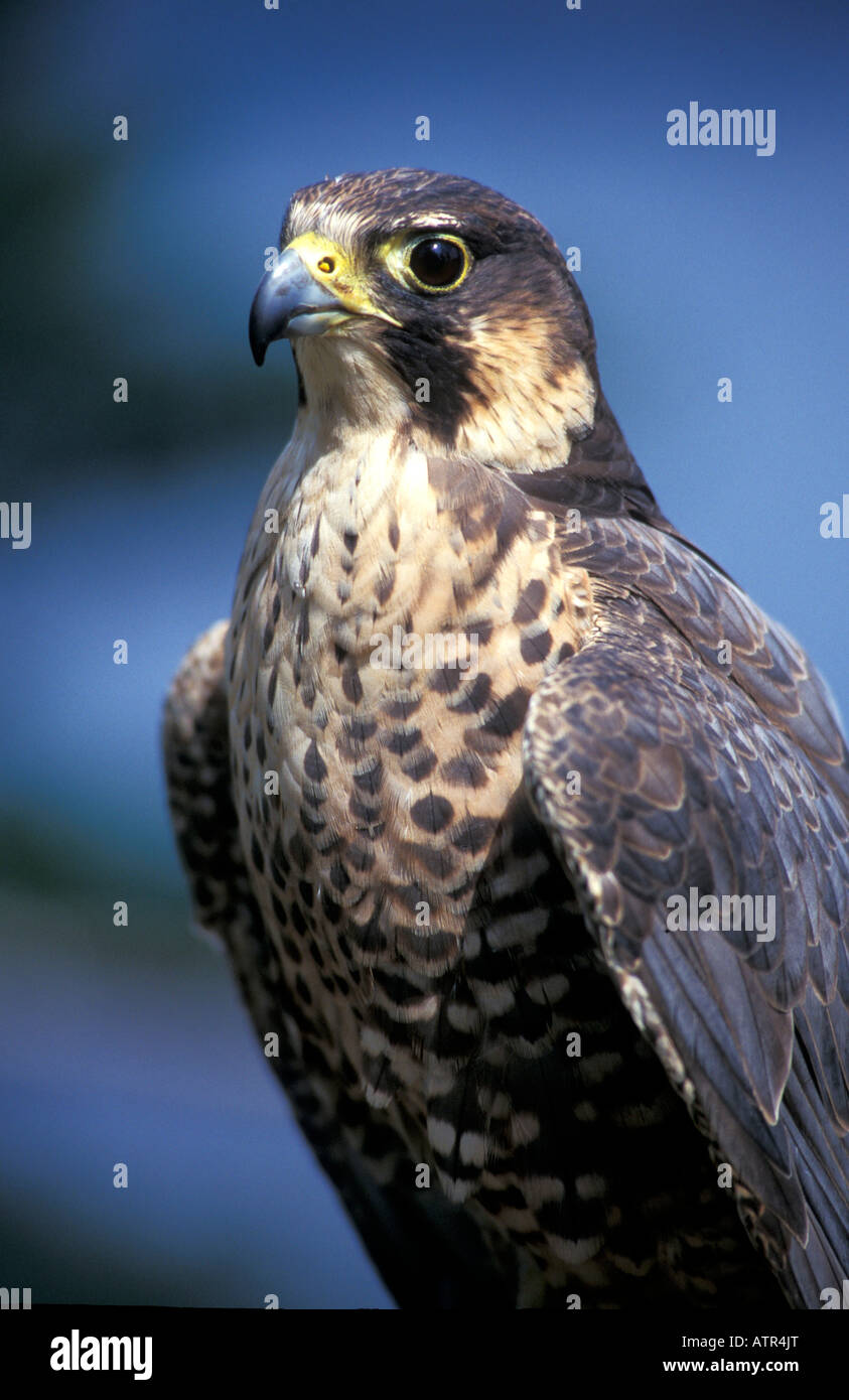 The falcon hi-res stock photography and images - Alamy