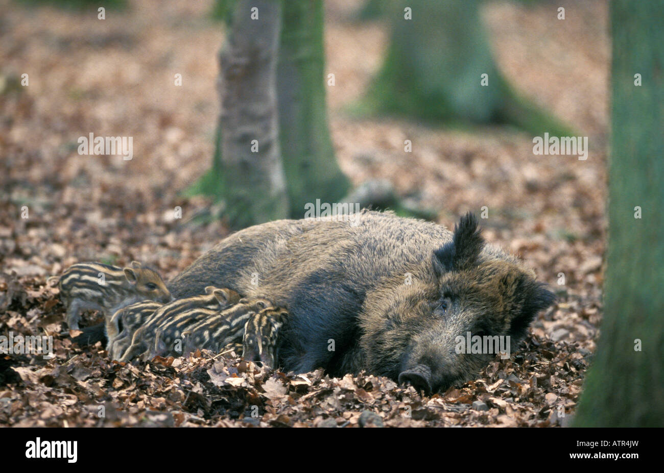 Adult female boar hi-res stock photography and images - Alamy