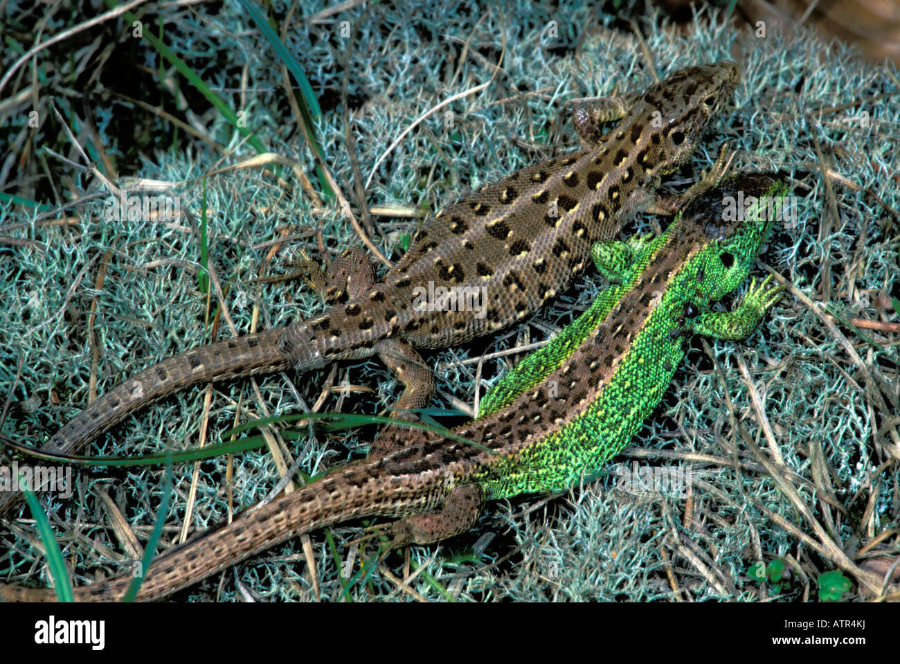 Sand lizard from above hi-res stock photography and images - Alamy