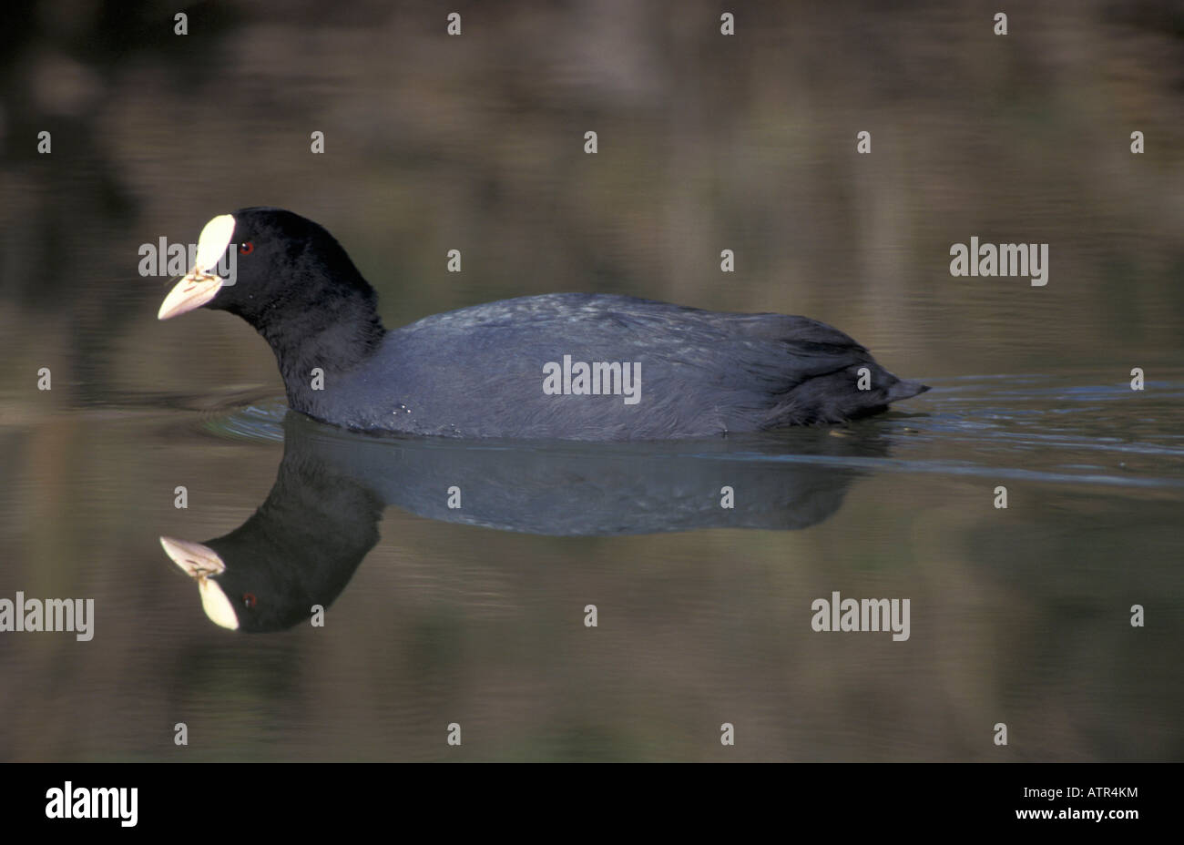See coot hi-res stock photography and images - Alamy
