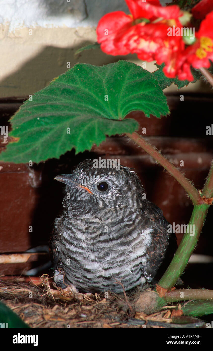 Common cuckoo juvenile hi-res stock photography and images - Alamy
