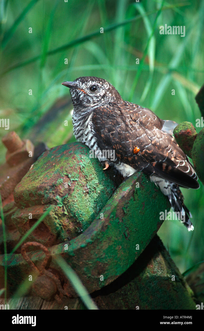 Common cuckoo juvenile hi-res stock photography and images - Alamy