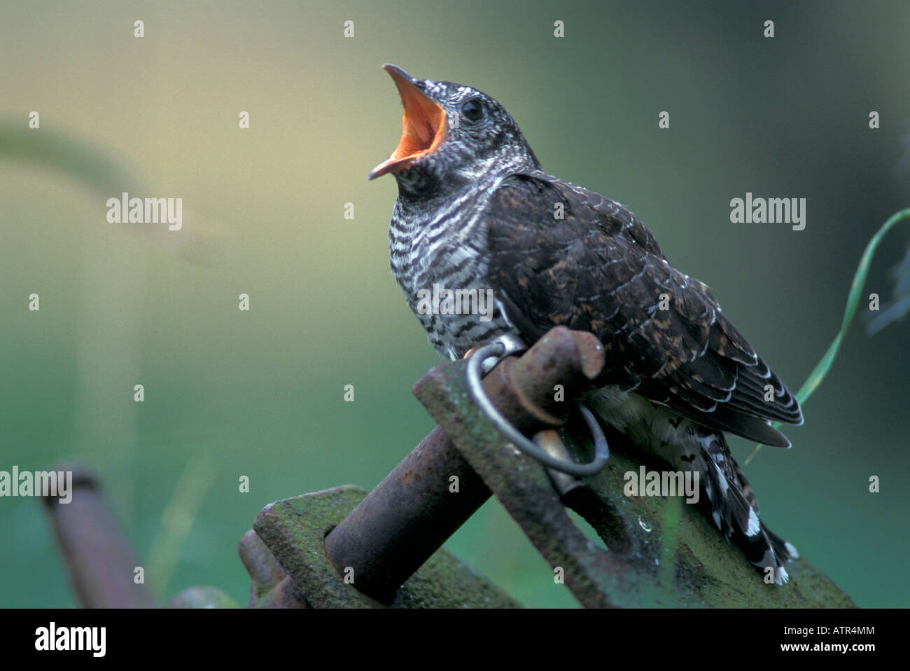 Juvenile common cuckoo cuculus hi-res stock photography and images - Alamy