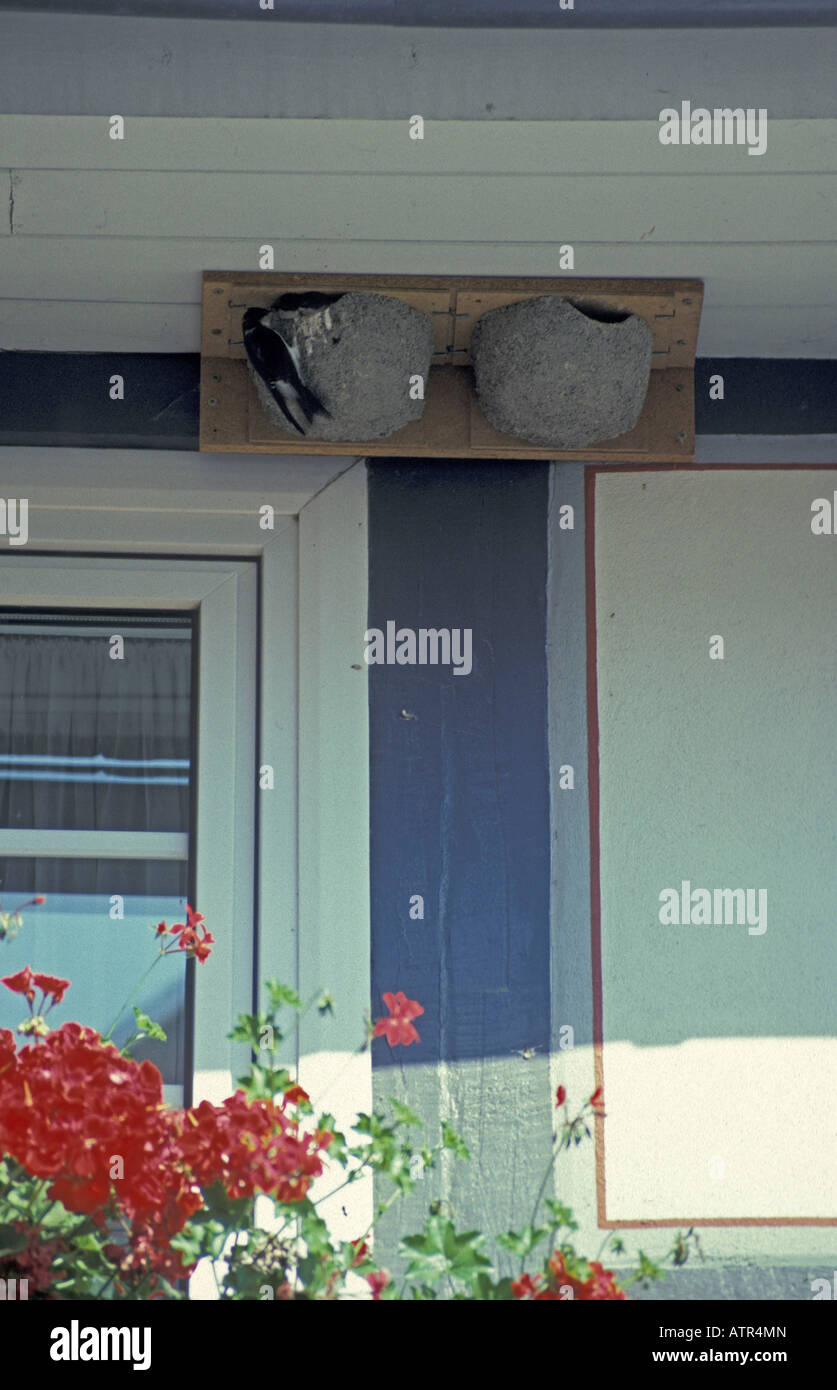 House martin chick hi-res stock photography and images - Alamy