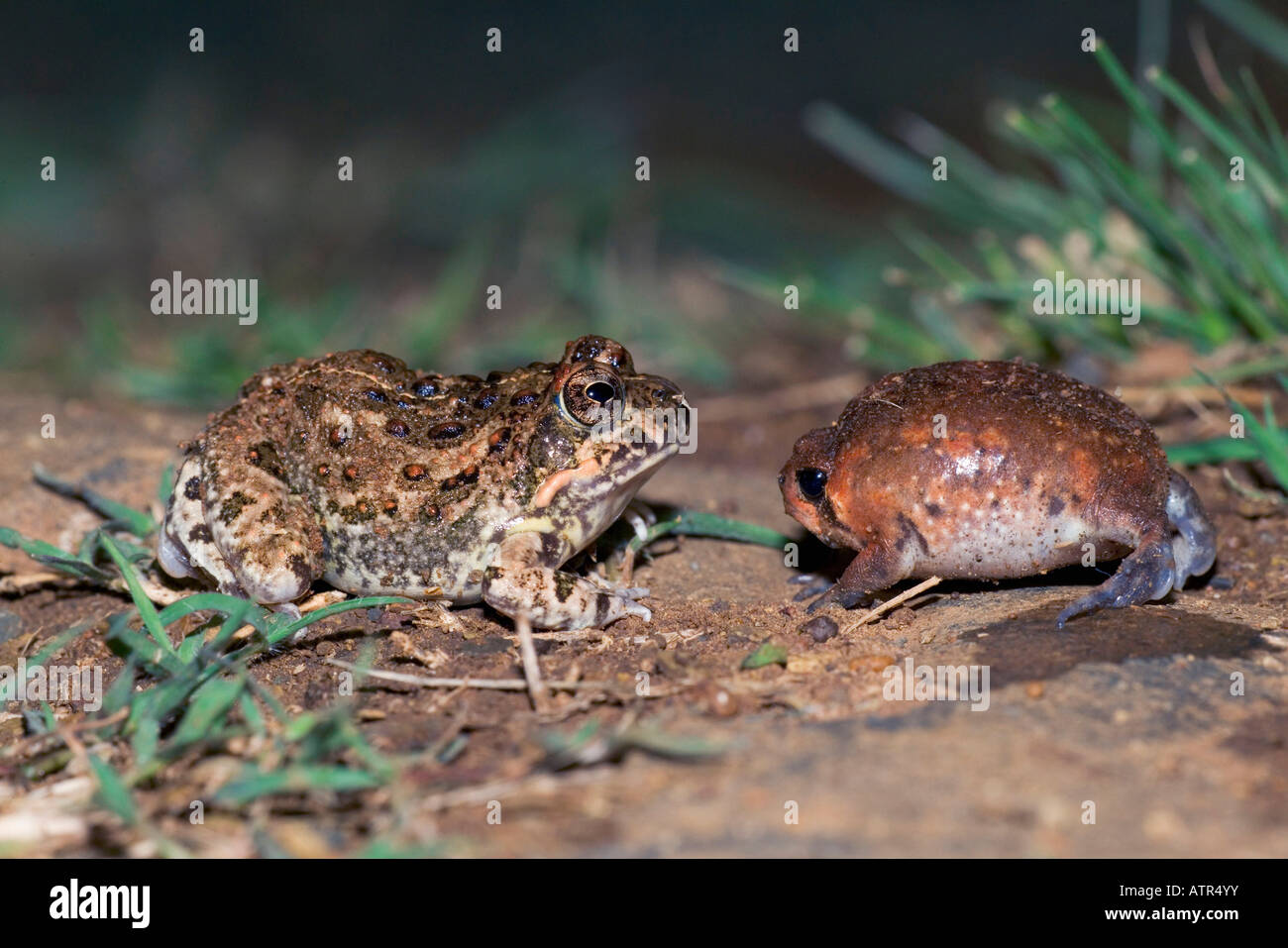 South africa rain frog hi-res stock photography and images - Alamy