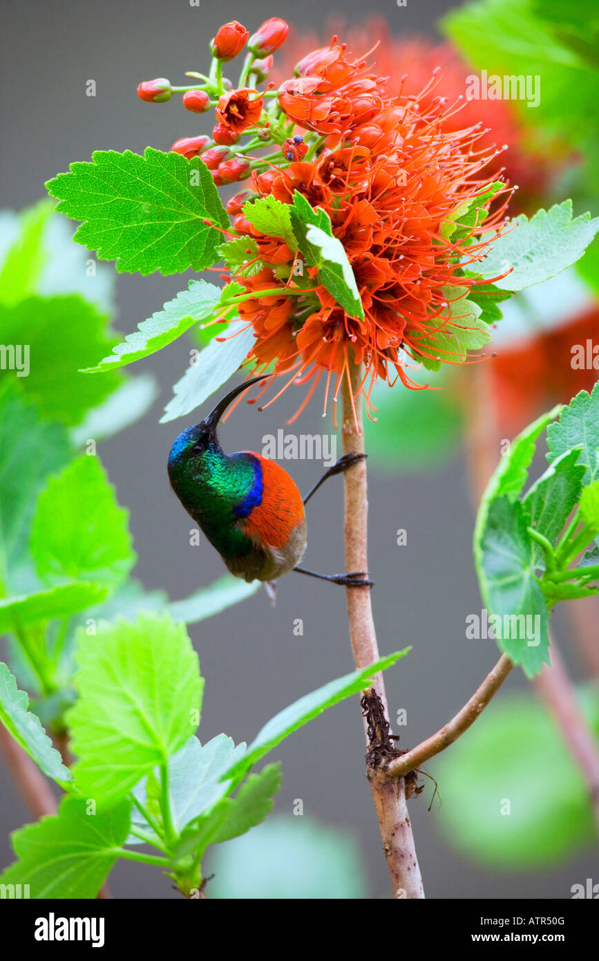 Greater Double-collared Sunbird Stock Photo - Alamy