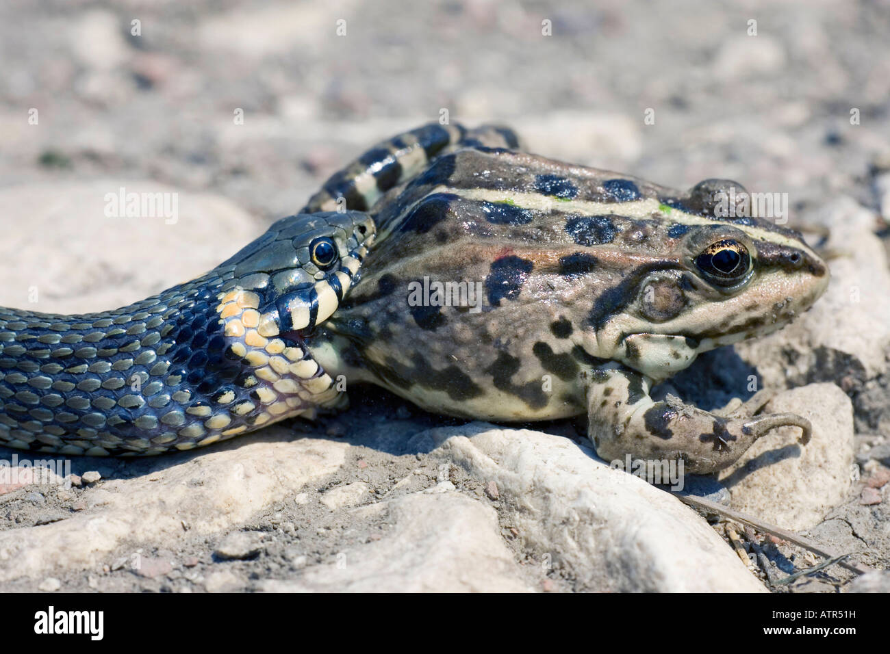 Snake eating other snake hi-res stock photography and images - Alamy