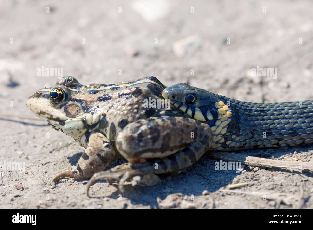 Snake eating other snake hi-res stock photography and images - Alamy