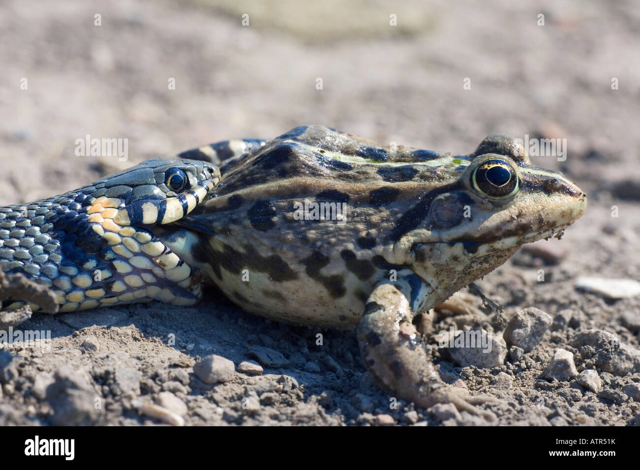 Snake eating other snake hi-res stock photography and images - Alamy