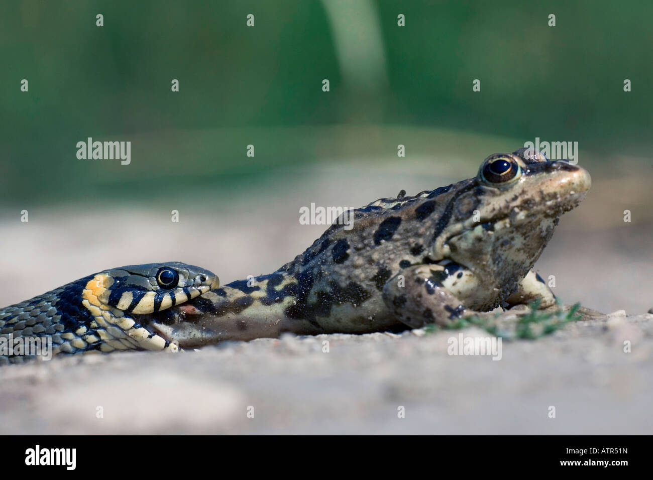 Snake eating other snake hi-res stock photography and images - Alamy