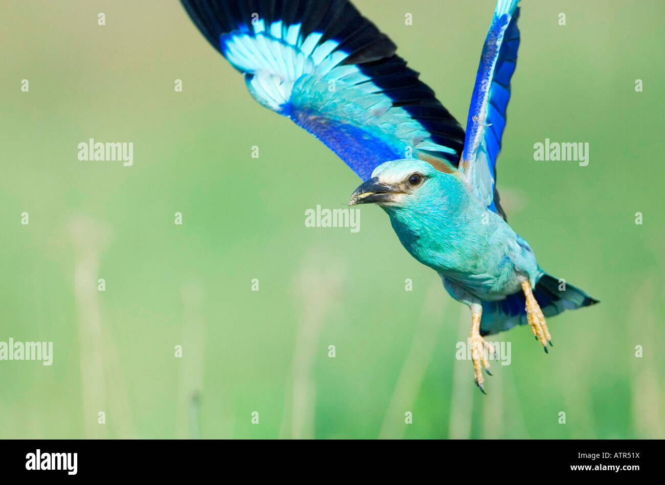 Birds bulgaria european roller hi-res stock photography and images - Alamy