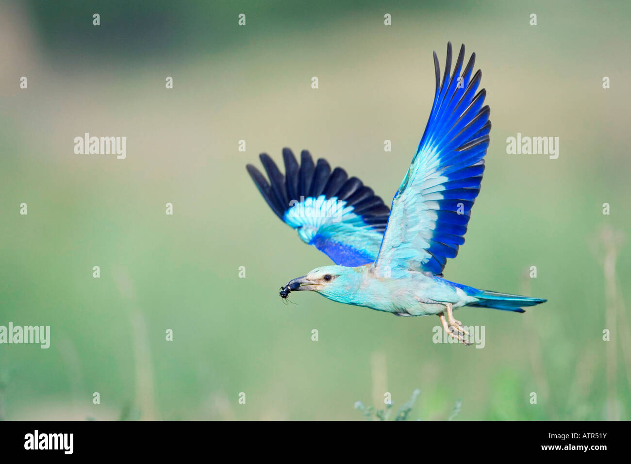Birds bulgaria european roller hi-res stock photography and images - Alamy