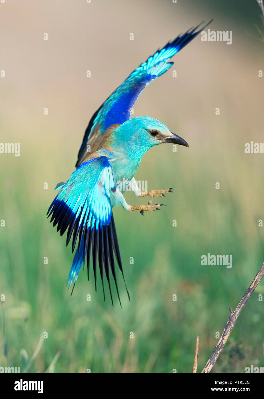 Birds bulgaria european roller hi-res stock photography and images - Alamy
