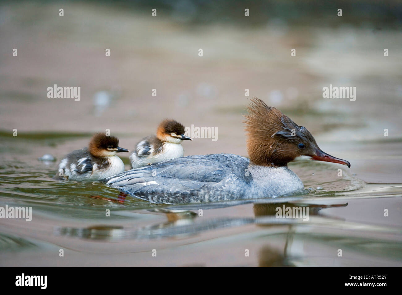 Juvenile mergus merganser goosander common hi-res stock photography and ...