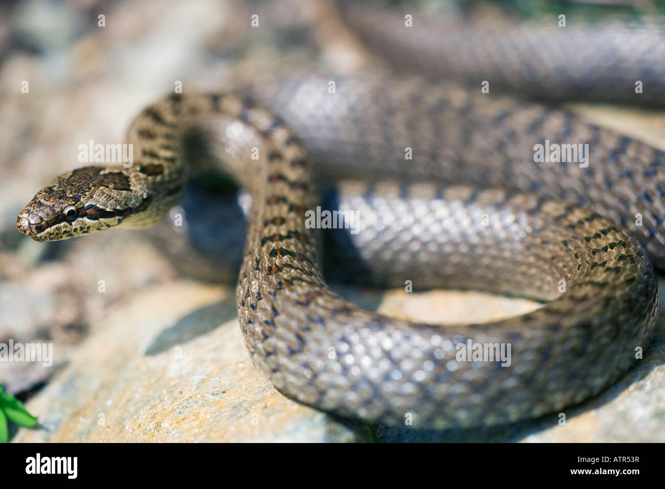 Coronella austriaca germany hi-res stock photography and images - Alamy
